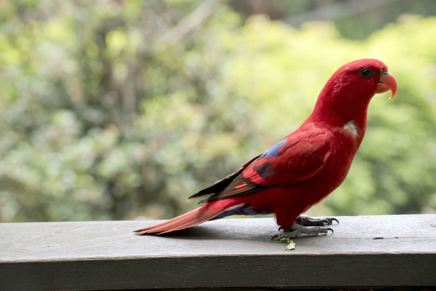 227 Red Bird Names With Meanings