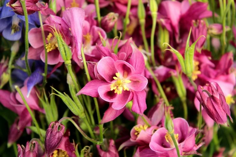 20 Orange Flowers That Hummingbirds Like - Bird Advisors
