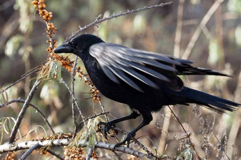 7 Types Of Crows And Jays In Ontario (And Their Calls)