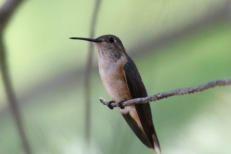 Hummingbirds In Nevada – Picture And ID Guide