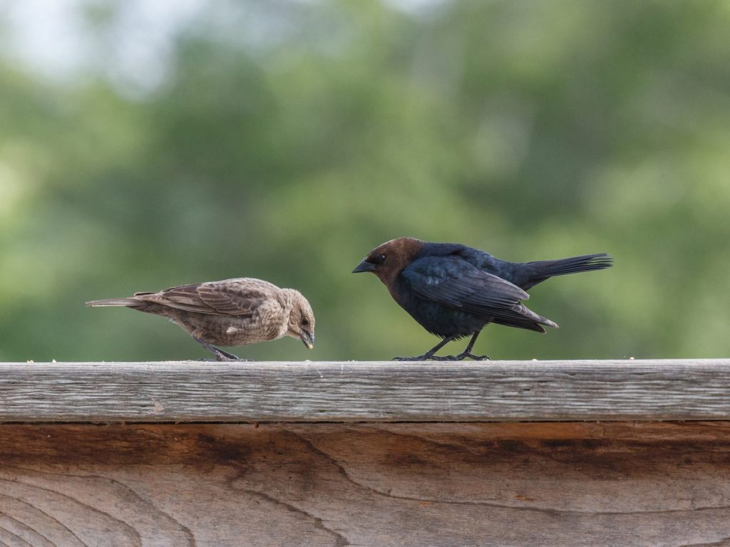 Brown-headed Cowbird