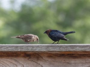 Blackbirds In Ohio - Pictures And ID Guide