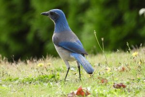 Jays - The Colorful Crow (12 Species North America)