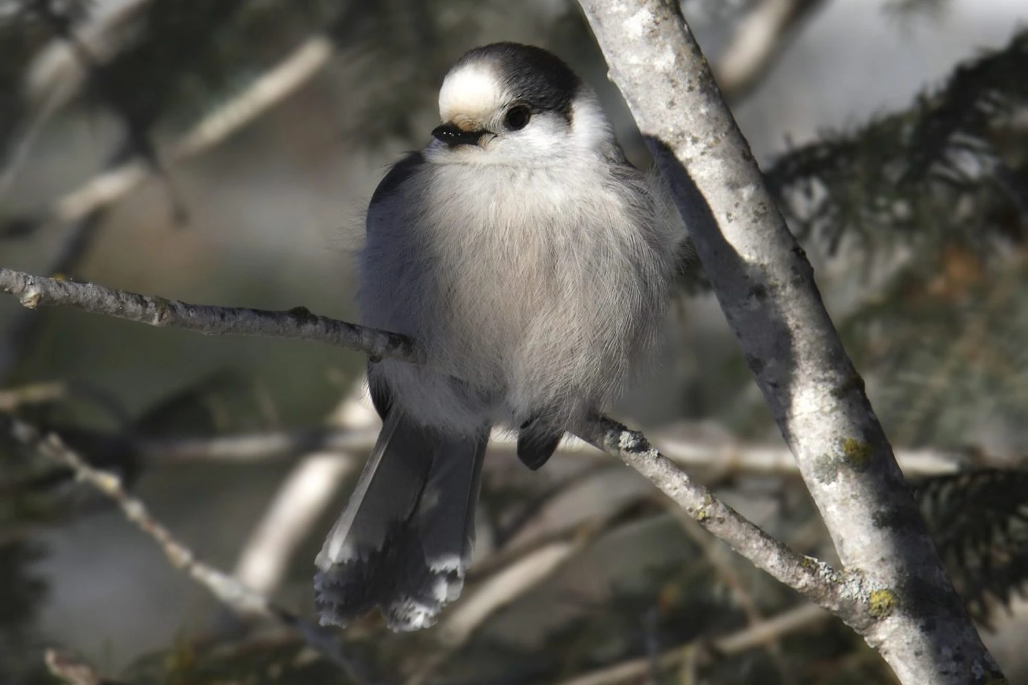 7 Types Of Crows And Magpies In Michigan (And Their Calls)