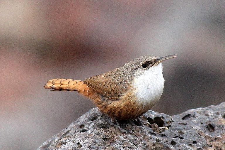9 Species Of Wrens In Texas- Picture And ID Guide