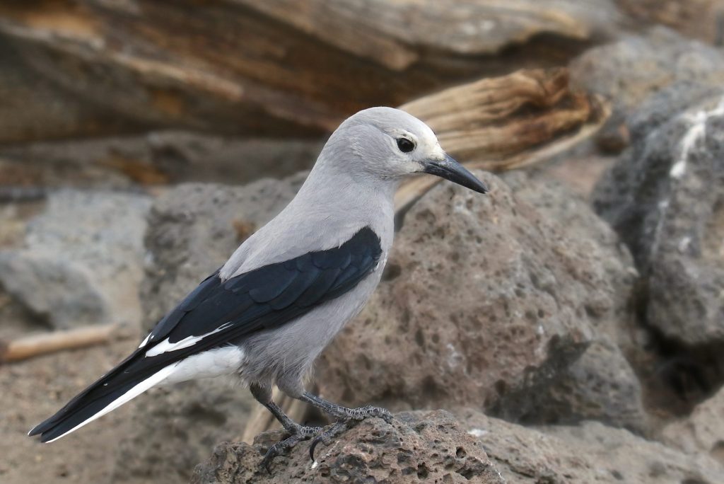 13 Types Of Crows And Jays In Canada (And Their Calls)