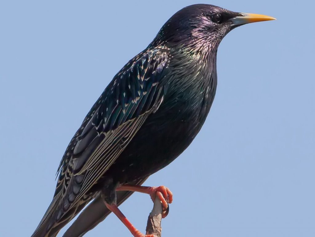 34 Backyard Birds Of The Pacific Northwest - Picture And ID Guide