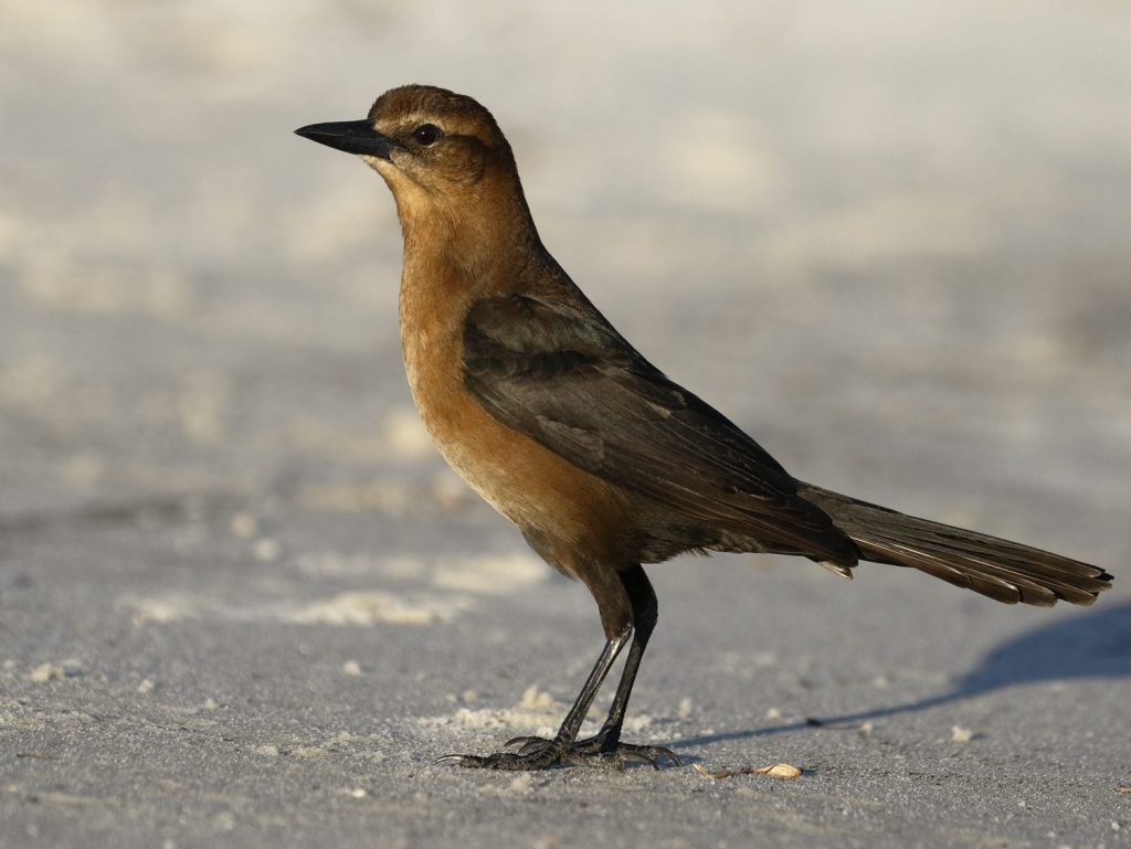 Grackles In North America (All You Need To Know)