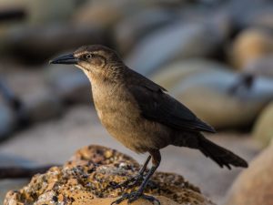 Top 32 Backyard Birds in Texas (Free ID Chart) - Bird Advisors