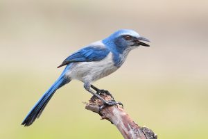 All You Need To Know About Scrub-Jays