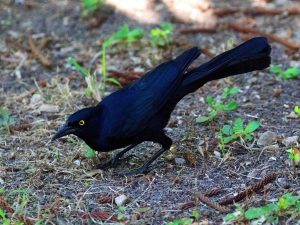 Grackles In North America (All You Need To Know)
