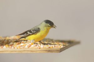 All About Finches In Florida (ID And Song Guide)