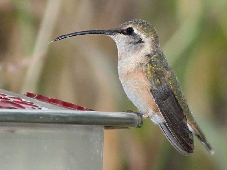 Lucifer Hummingbird