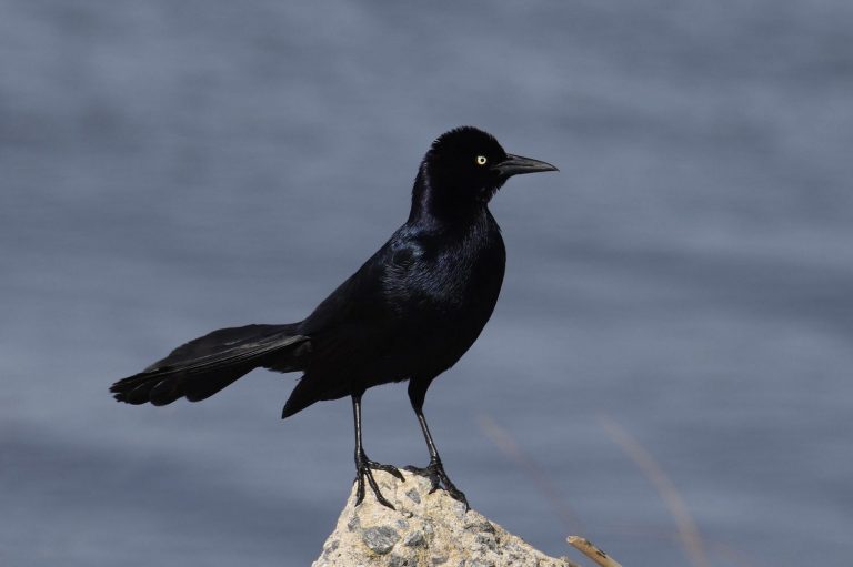 Grackles In North America (All You Need To Know)