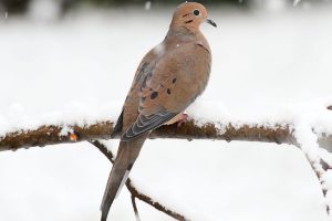 9 Types Of Doves And Pigeons In Arizona (Photo, ID, Calls)