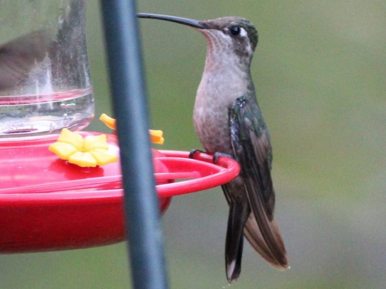9 Species Of Hummingbirds In British Columbia – Picture And ID Guide