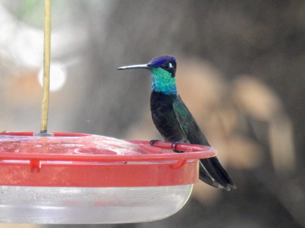 12 Species Hummingbirds In Georgia – Picture And ID Guide