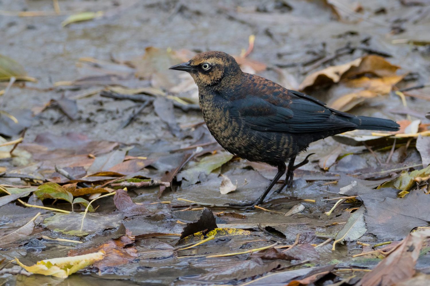 15 Species of Blackbirds in Arkansas – Picture and ID Guide - Bird Advisors