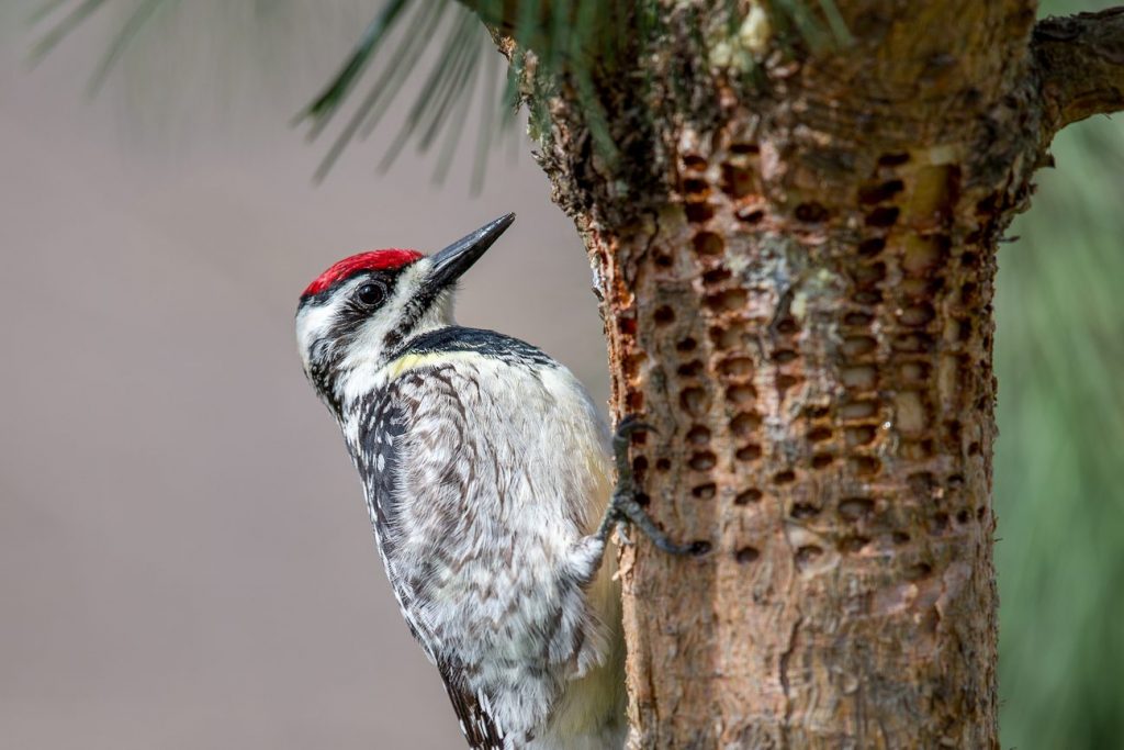 All You Need To Know About Sapsuckers (ID, Photos)