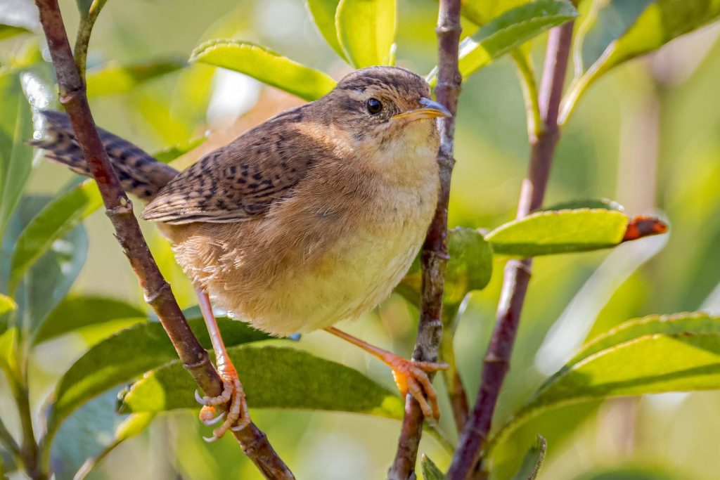 9 Species Of Wrens In Texas- Picture And ID Guide