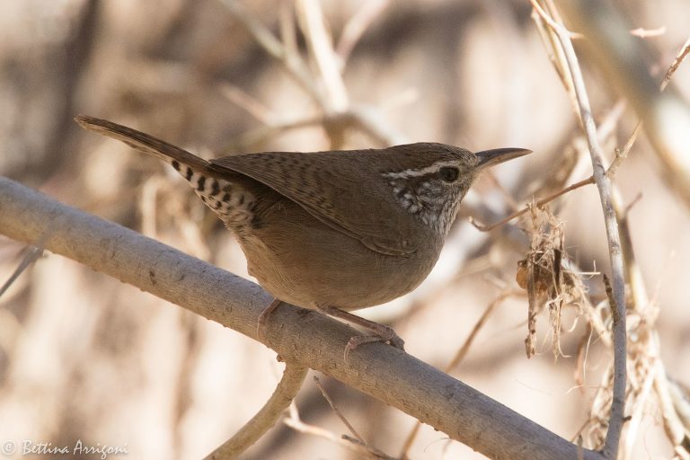 All You Need To Know About Wrens In North America (ID, Photo, Song Guide)