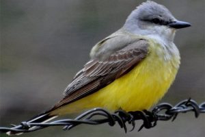 Top 33 Backyard Birds In Oklahoma (Free ID Chart) - Bird Advisors