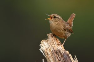 7 Species Wrens in Indiana - Picture and ID Guide - Bird Advisors