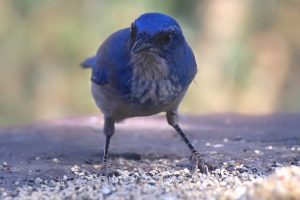 10 Types Of Crows And Jays In Oregon (And Their Calls)