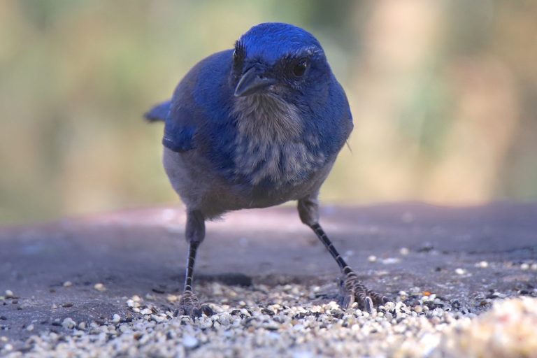 All You Need To Know About Scrub-Jays