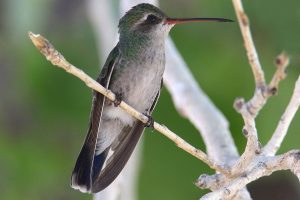12 Species Hummingbirds In Georgia – Picture And ID Guide