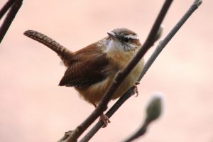 Top 31 Backyard Birds In Alberta (Free ID Charts)