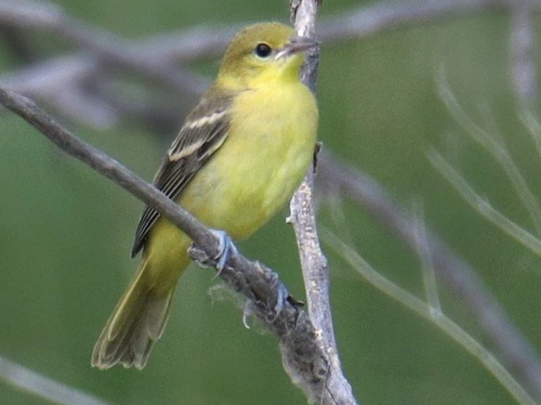 39 Yellow Birds In Arizona (ID And Song Guide)