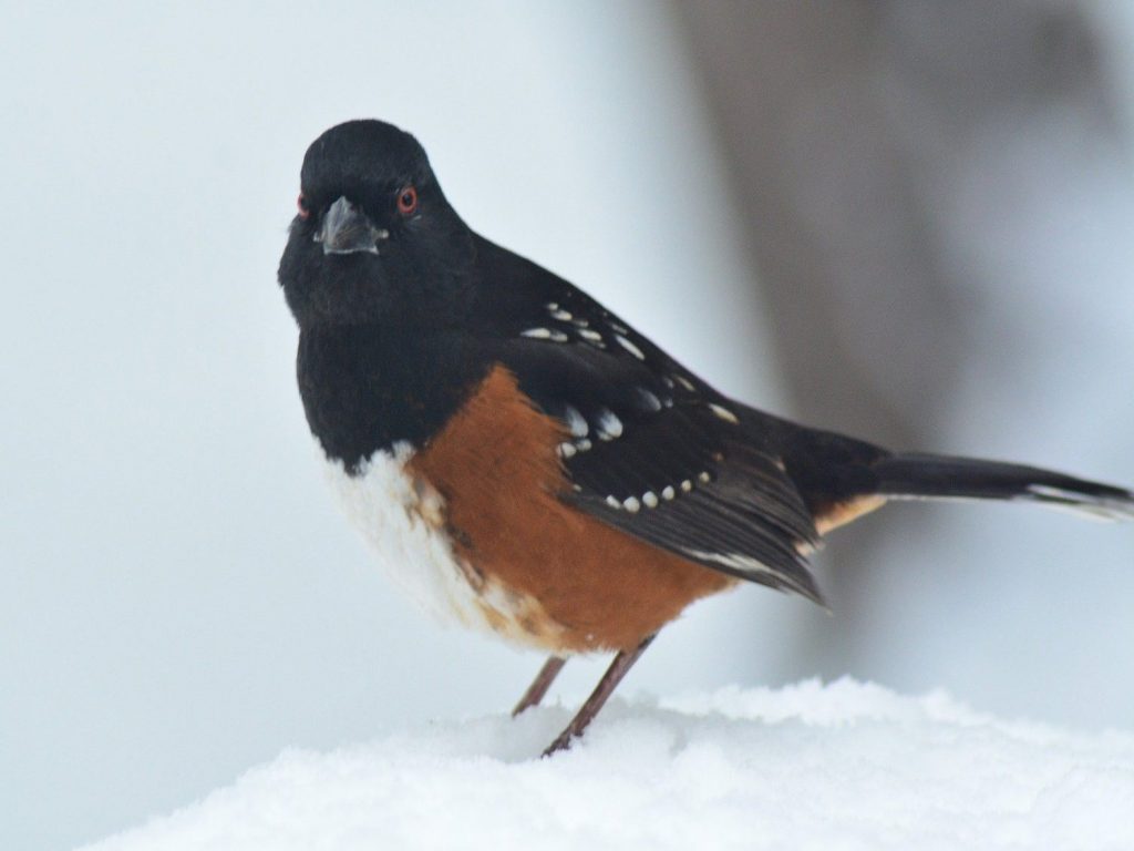 34 Backyard Birds Of The Pacific Northwest - Picture And ID Guide
