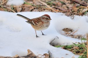23 Species Of Sparrows In Oregon (ID And Song Guide)