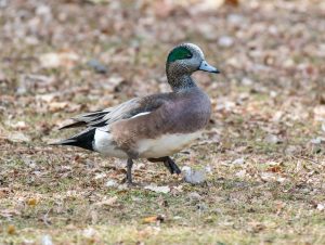 All Dabbling Ducks In North America (ID, Calls, Photos)