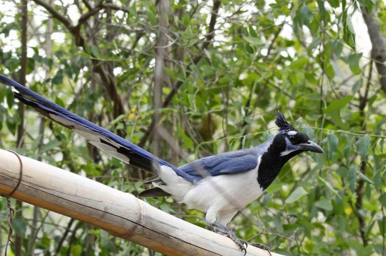 13 Species Of Crows And Magpies In Arizona And Their Calls