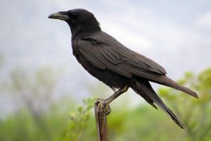 13 Species Of Crows And Magpies In Arizona And Their Calls