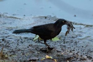 7 Types Of Crows And Jays In Ontario (And Their Calls)