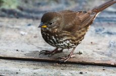 7 Species Wrens in Indiana - Picture and ID Guide - Bird Advisors