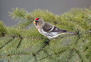 It's Not Just A House Finch With A Red Head (9 Other Species ID Guide)