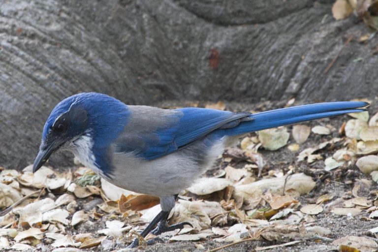 All You Need To Know About Scrub-Jays