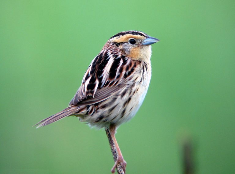 19 Species Of Sparrows In Michigan (ID And Song Guide)
