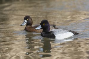 25 Species Of Ducks In Michigan (ID, Calls, Season Guide) - Bird Advisors
