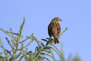 20 Species Fo Sparrows In Kentucky (ID And Sound Guide)