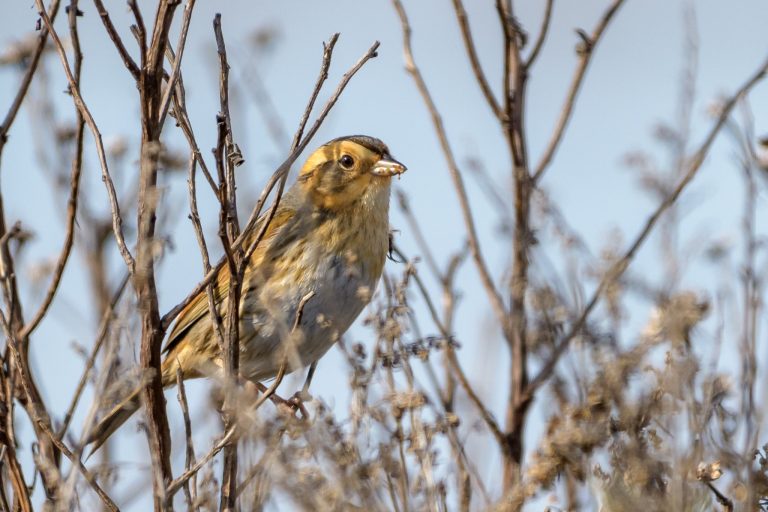 23 Species of Sparrows in North Carolina (ID and Song Guide) - Bird ...