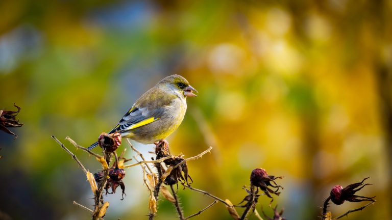 All You Need To Know About Finches In Canada (ID, Photo, Song Guide)
