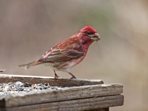 All About Finches In Florida (ID And Song Guide)