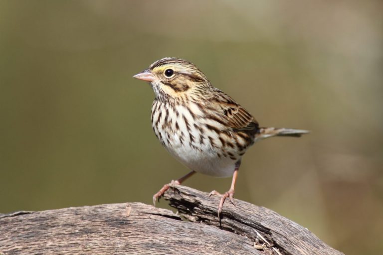 30 Species of Sparrows in Kansas (ID and Sound Guide) - Bird Advisors