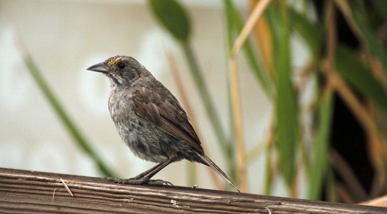 21 Species Of Sparrows In Virginia (ID And Song Guide)