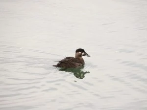 27 Species Of Ducks In Oregon (ID, Calls, Season Guide)